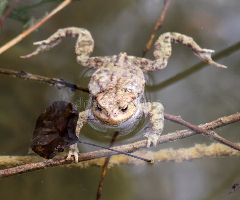 Common Toad Frog (Bufo Bufo) in the Wild Stock Photo - Image of lake ...
