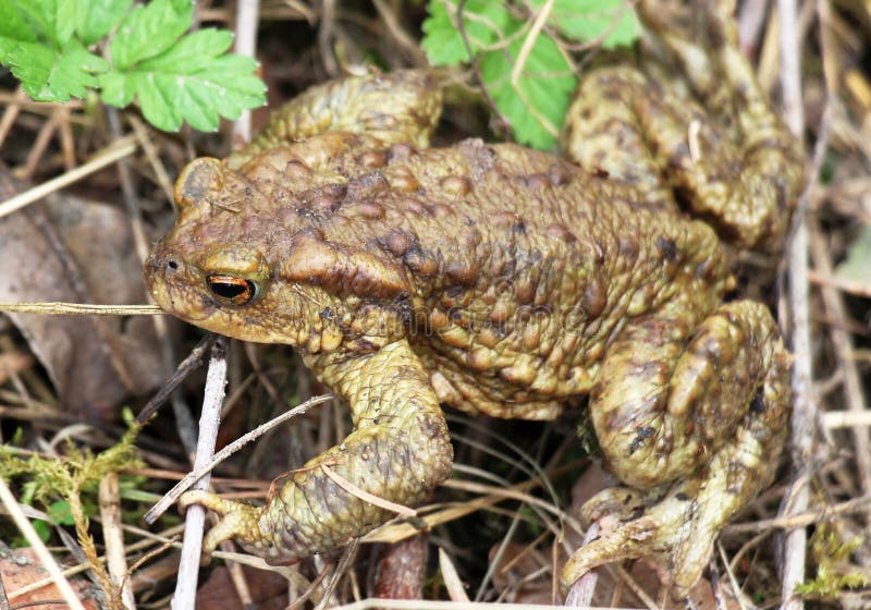 Common Toad Frog (Bufo Bufo) in the Wild Stock Photo - Image of brown ...
