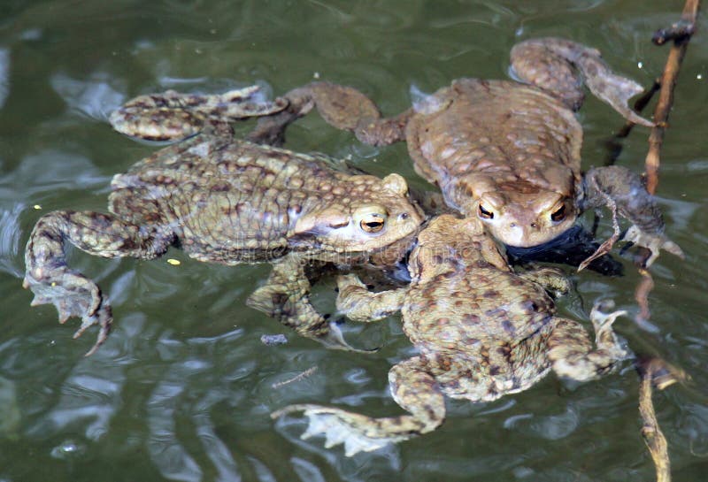 Common Toad Frog (Bufo Bufo) in the Wild Stock Photo - Image of bufo ...