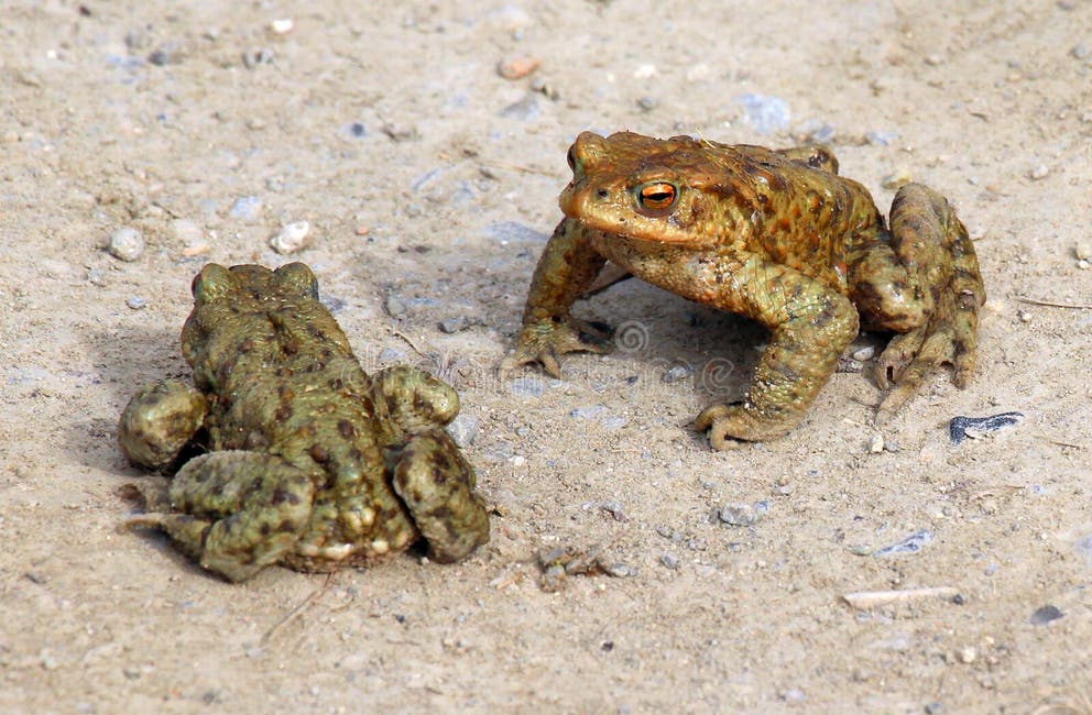 Common Toad Frog (Bufo Bufo) in the Wild Stock Image - Image of fauna ...