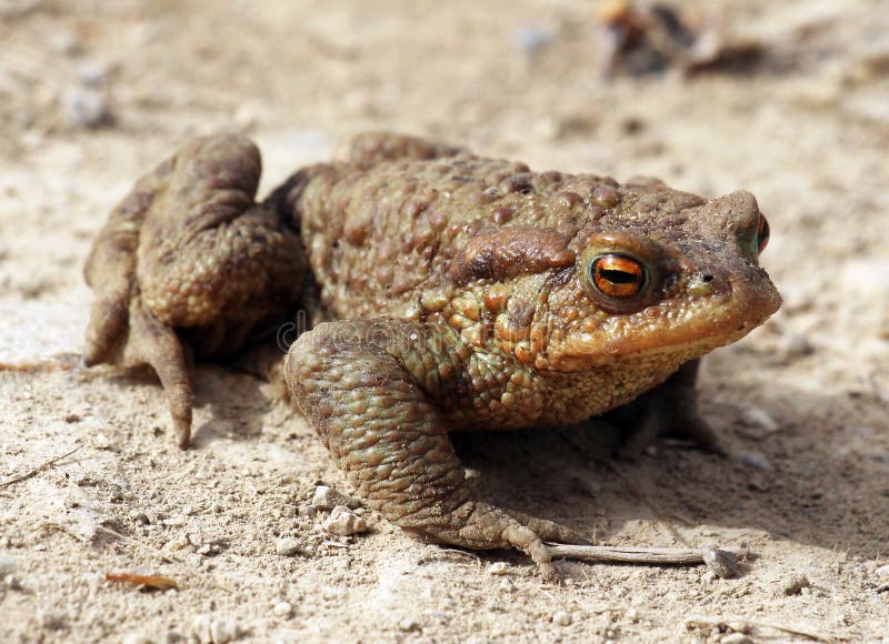 Common Toad Frog (Bufo Bufo) in the Wild Stock Photo - Image of ...