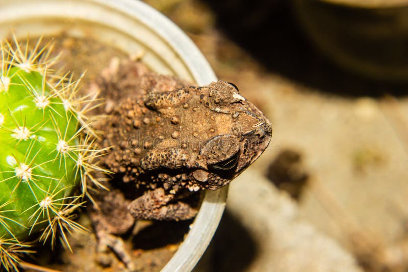 Common toad in the garden stock photo. Image of ecosystem - 118386094