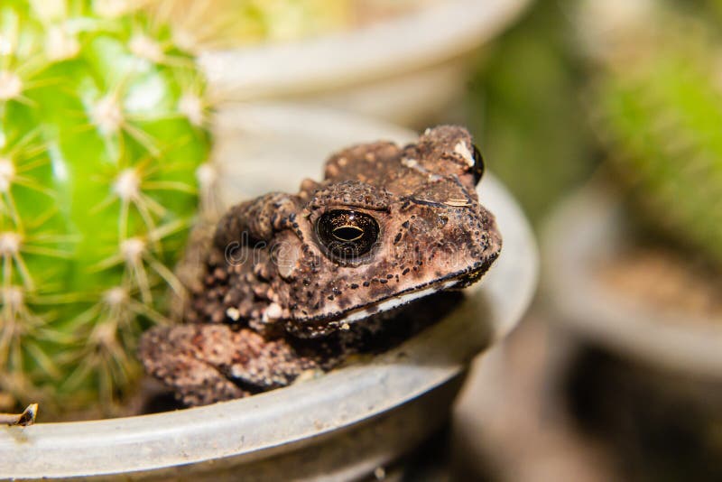 Common toad in the garden stock image. Image of natural - 118386099