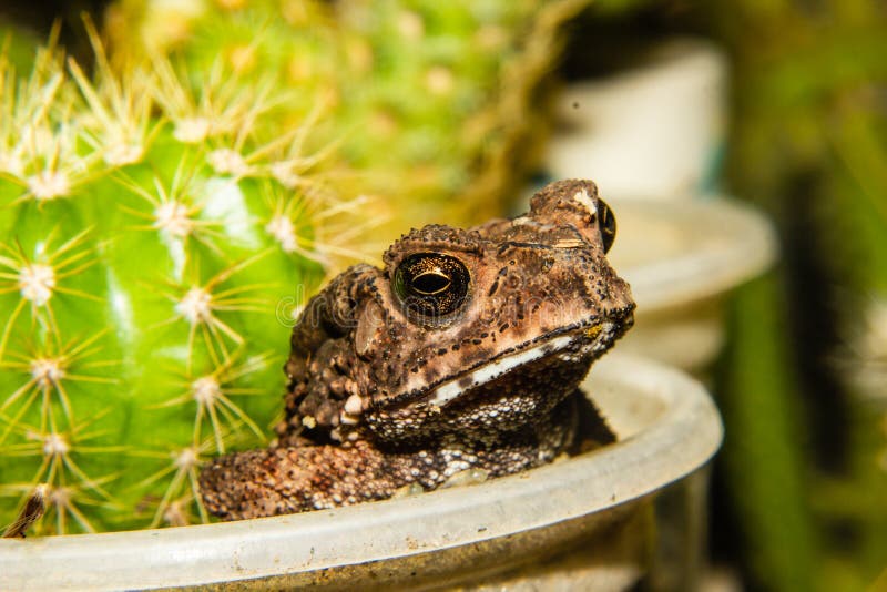 Common toad in the garden stock image. Image of common - 118386157