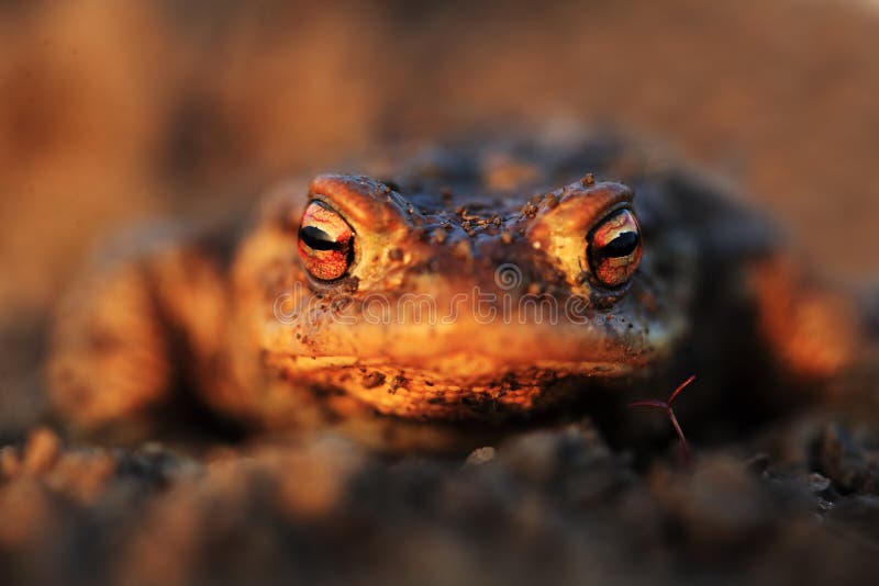 Common toad with gold eyes stock photo. Image of lake - 114007302