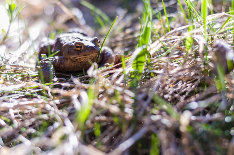 Common toad in the grass stock photo. Image of fauna - 112672978