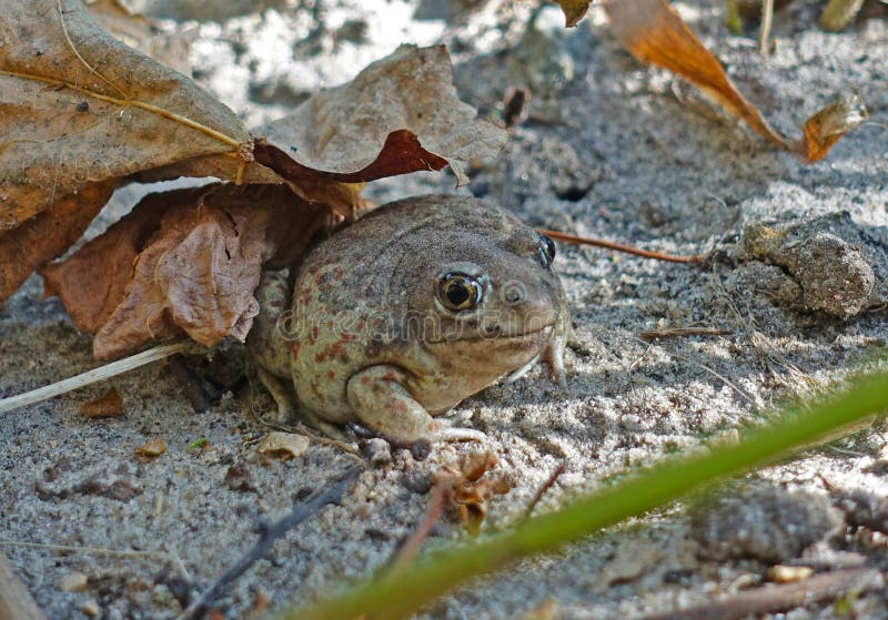 Common Toad, Sitting on the Ground Stock Image - Image of head ...