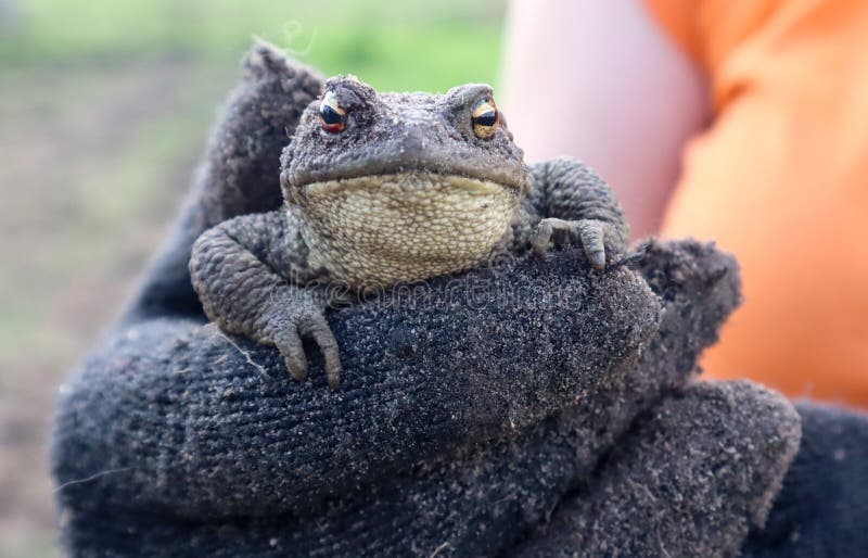 Common Toad in the Hand of a Man in a Black Work Glove, Close - Up ...