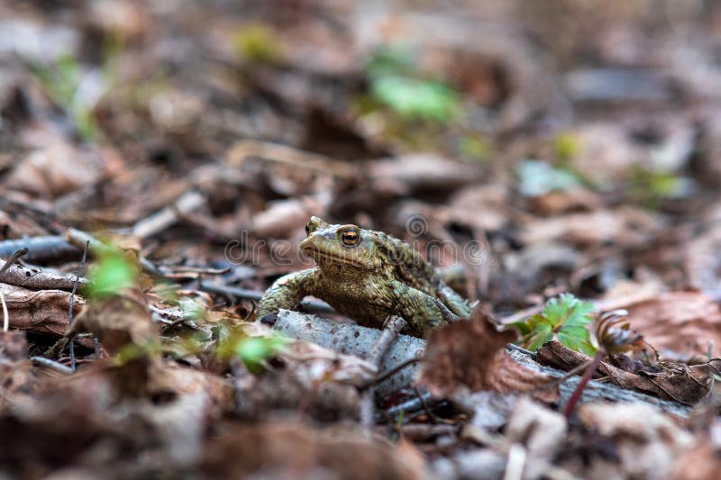 Common Toad after Hibernation among Dry Foliage Stock Photo - Image of ...