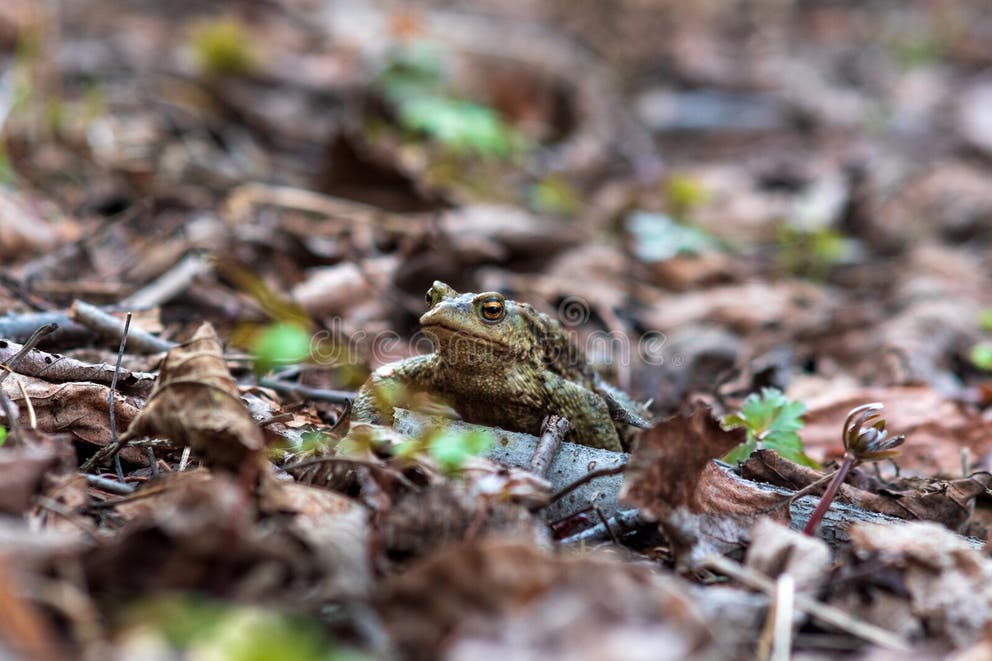 Common Toad after Hibernation among Dry Foliage Stock Image - Image of ...