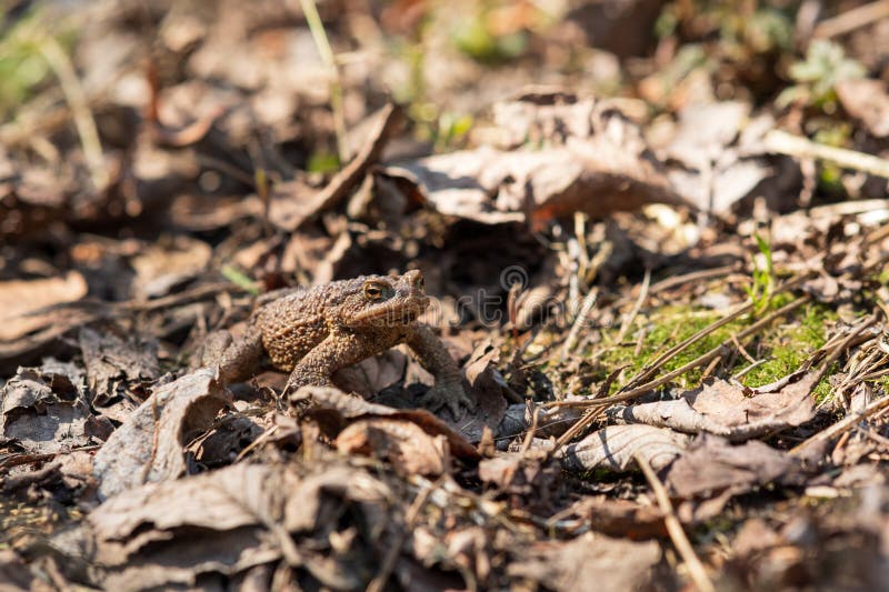 Common Toad after Hibernation among Dry Foliage Stock Photo - Image of ...