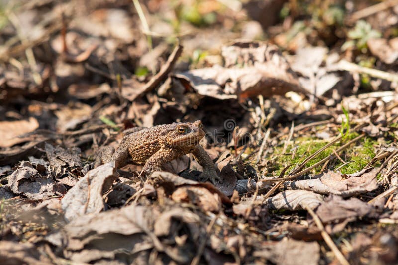 Common Toad after Hibernation among Dry Foliage Stock Image - Image of ...
