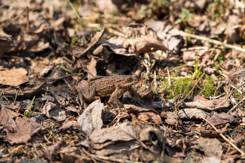 Common Toad after Hibernation among Dry Foliage Stock Photo - Image of ...