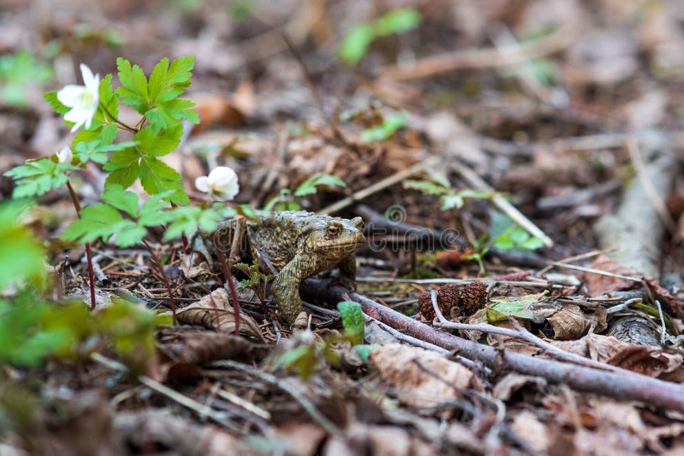 Common Toad after Hibernation among Dry Foliage and First Spring ...