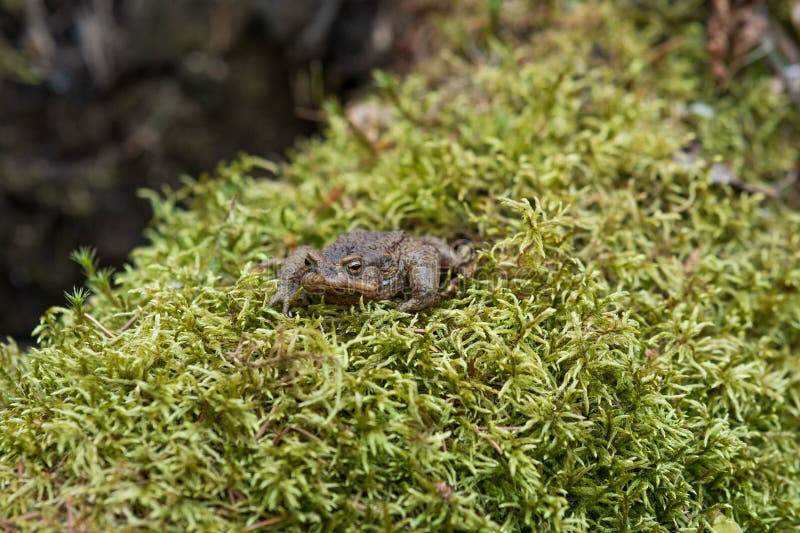 Common Toad after Hibernation among the Moss Stock Image - Image of ...
