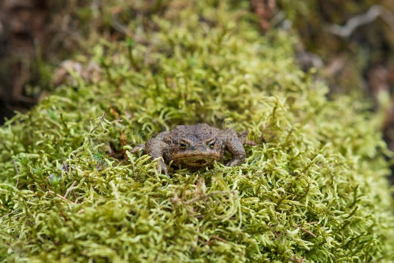 Common Toad after Hibernation among the Moss Stock Image - Image of ...
