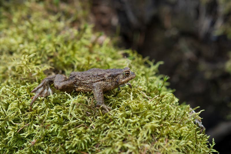 Common Toad after Hibernation among the Moss Stock Photo - Image of ...