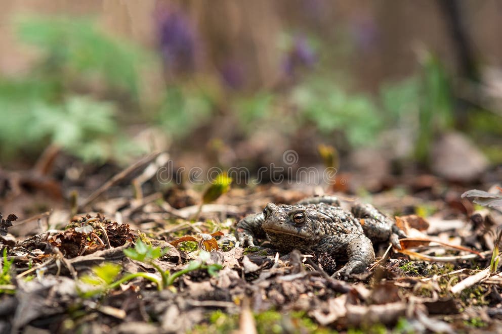 Common Toad Hides among Dry Foliage Stock Photo - Image of wildlife ...