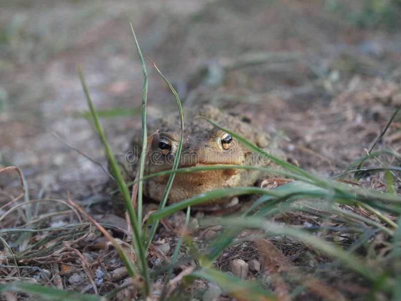 Common Toad Hiding Behind Grass. Stock Image - Image of frog, hiding ...