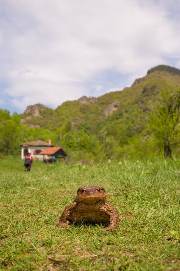 Common Toad with landscape stock image. Image of amphibian - 92894347