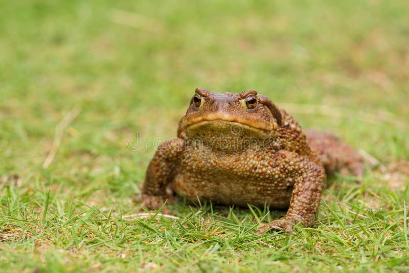 Common Toad with landscape stock photo. Image of european - 92894360