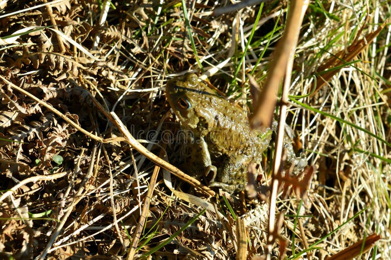 English Common Toad Stock Photos - Download 9 Royalty Free Photos