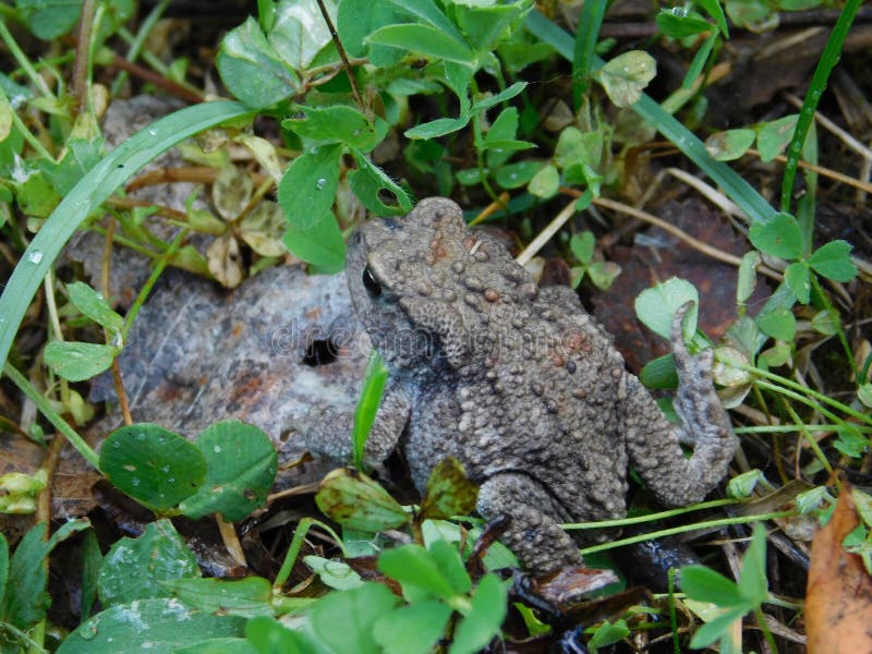Common toad. stock photo. Image of little, grass, purple - 55525468