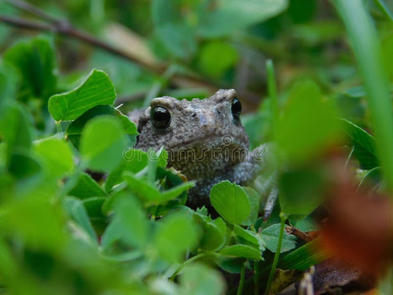 Common toad. stock image. Image of field, summer, bush - 55525489