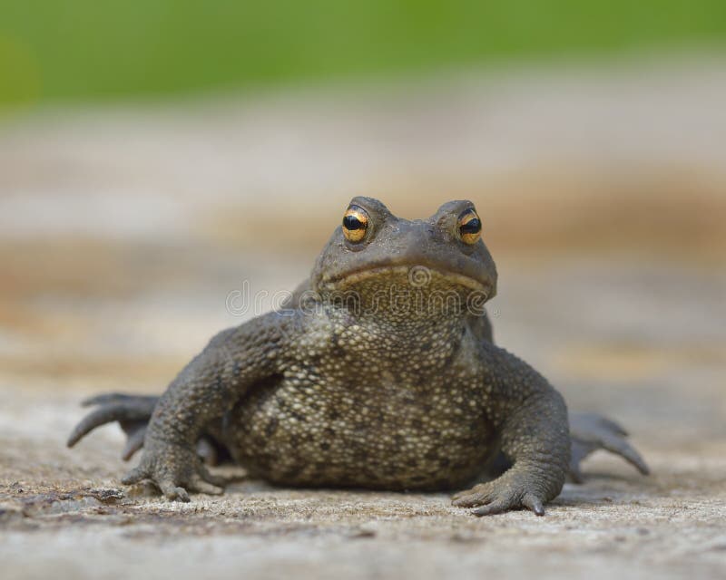 Texture Of Common Brown Toad Skin Stock Image - Image of common ...