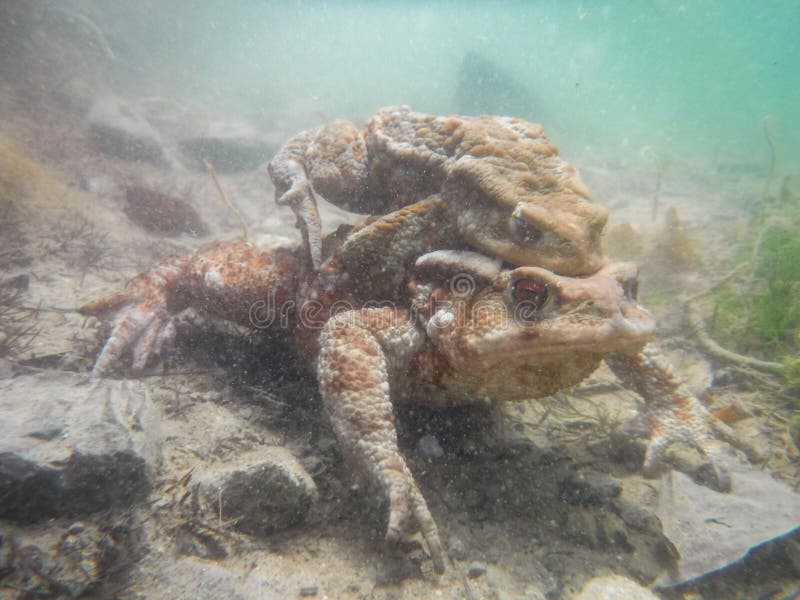 Common Toad Mating in Water Lakes and Rivers Amphibious Stock Image ...