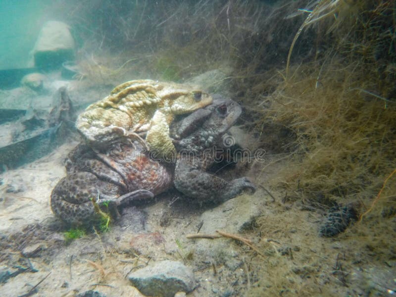 Common Toad Mating in Water Lakes and Rivers Amphibious Stock Photo ...