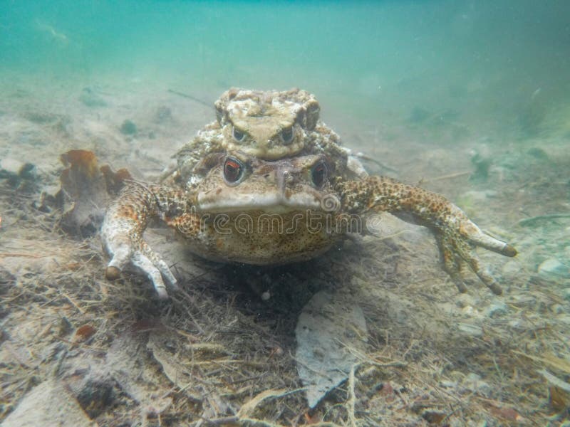 Common Toad Mating in Water Lakes and Rivers Amphibious Stock Image ...