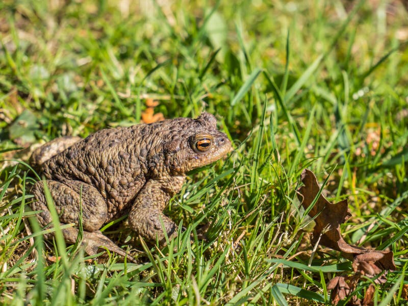 Common toad on the meadow stock photo. Image of road - 194412508