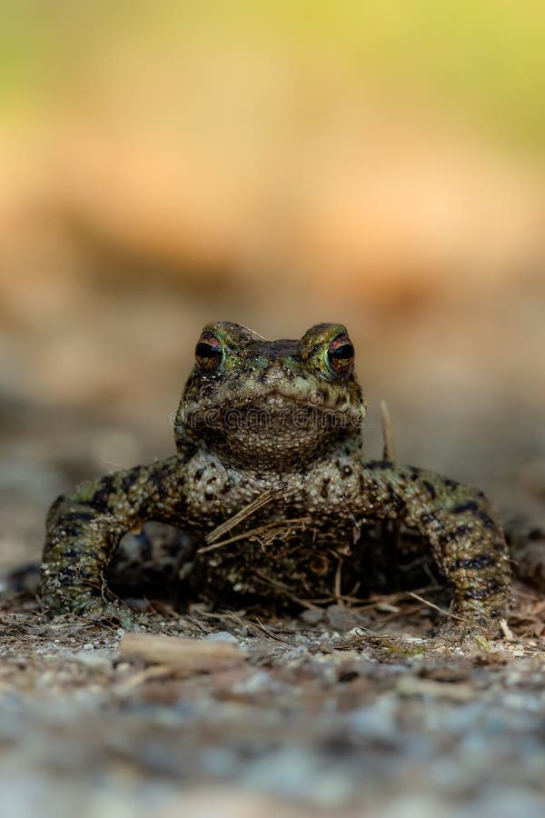Common Toad during Toad Migration at a Sunny Day in Spring. Stock Photo ...