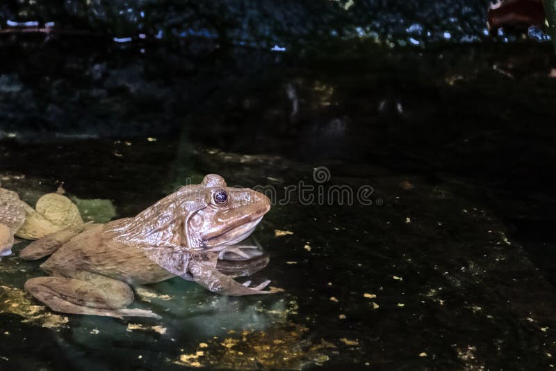 Common Toad in Natural Swamp Stock Image - Image of creature ...