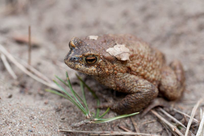 Common toad in nature stock image. Image of european - 39062745