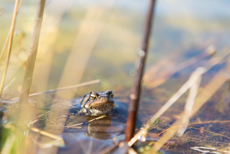 Common Toad Floating on Water Stock Image - Image of life, toads: 61313715