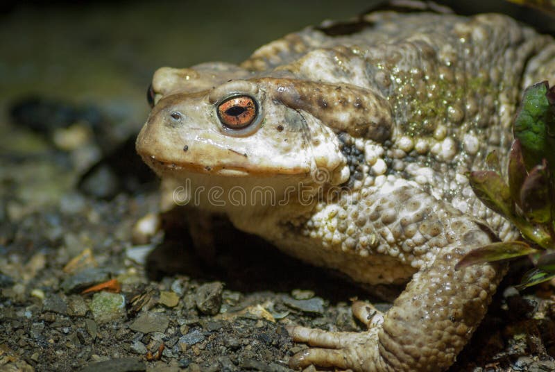 Common Toad at night stock photo. Image of skin, italy - 41439944