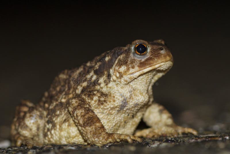 Common toad at night stock image. Image of common, textured - 165732875