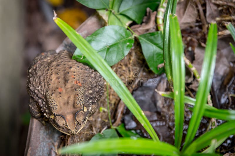 Common Toad at pond stock photo. Image of bufo, aquatic - 76302676