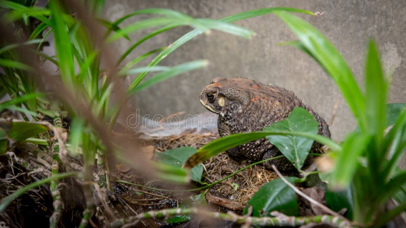 Common Toad at pond stock photo. Image of wild, organism - 76302706