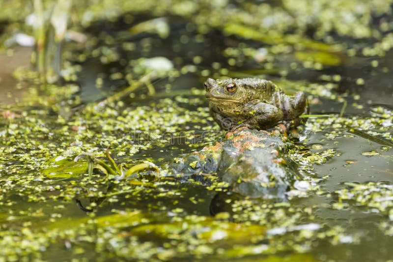 Common toad in a pond stock image. Image of vertebrate - 276988909