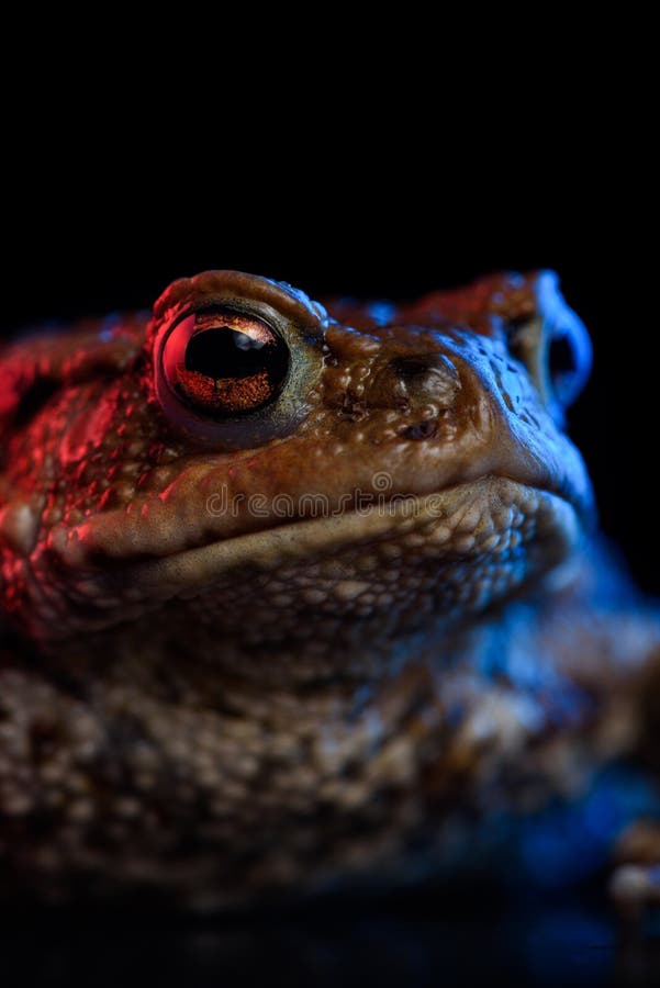 Common toad portrait macro stock photo. Image of retrowave - 243493716