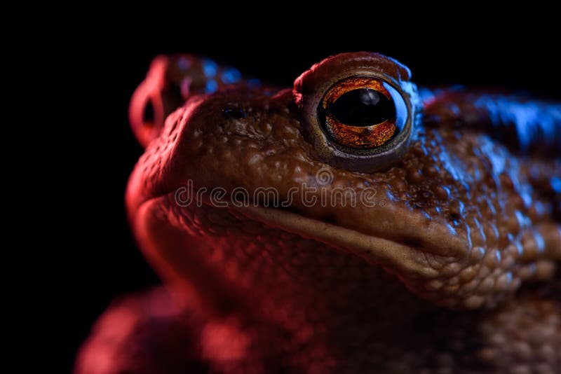 Common Toad Portrait in Red and Blue Neon Light Isolated on Black Stock ...