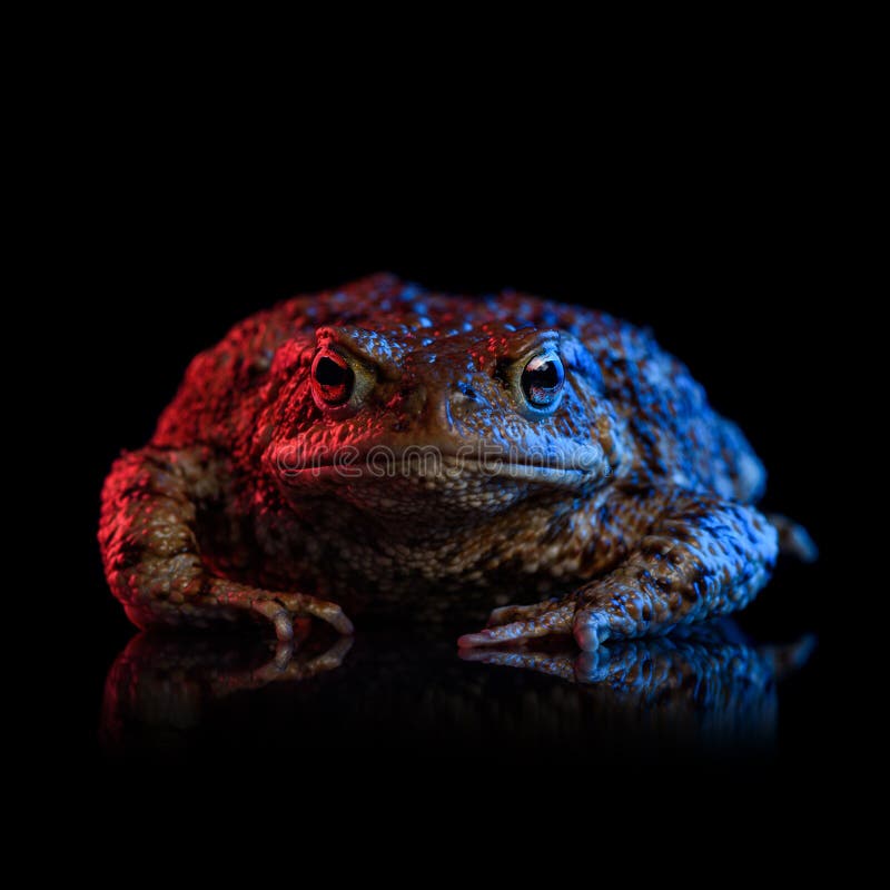 Common Toad Portrait in Red and Blue Neon Light Isolated on Black Stock ...