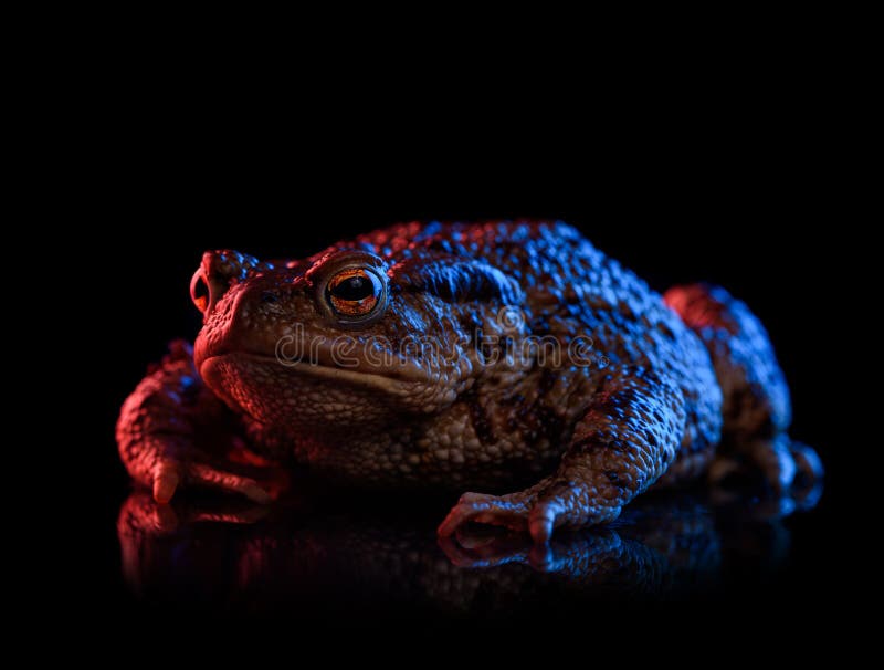 Common Toad Portrait in Red and Blue Neon Light Isolated on Black Stock ...