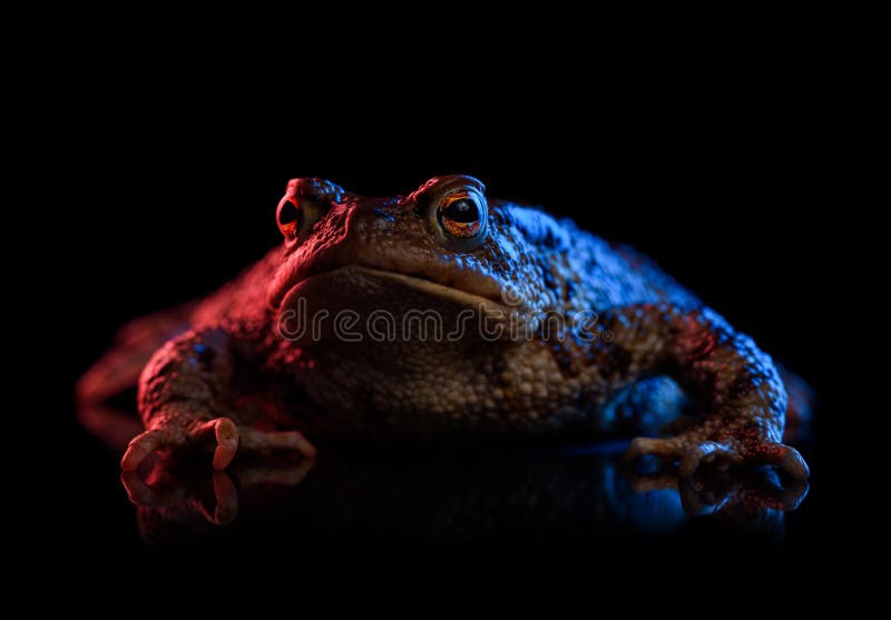 Common Toad Portrait in Red and Blue Neon Light Isolated on Black Stock ...