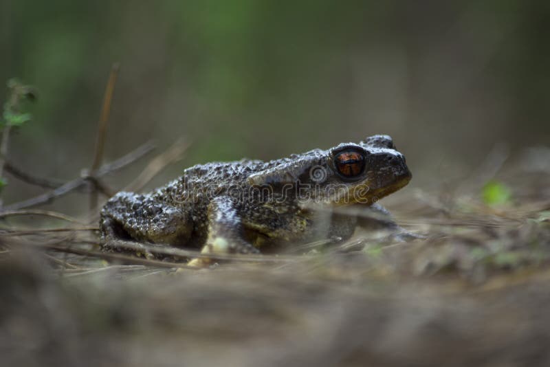 Common toad stock photo. Image of frog, indoors, croak - 130755426