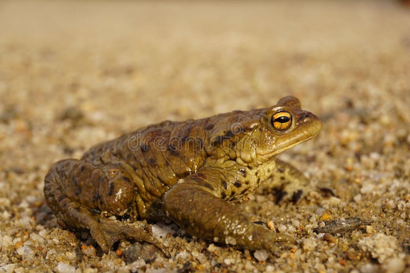 Common Toad on Sand. Toad on Sand. Stock Image - Image of toadonsand ...
