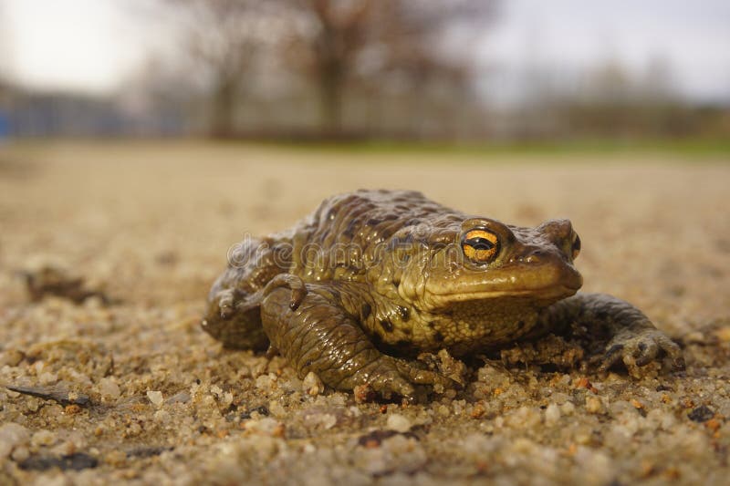 Common Toad on Sand. Toad on Sand. Stock Photo - Image of browntoad ...